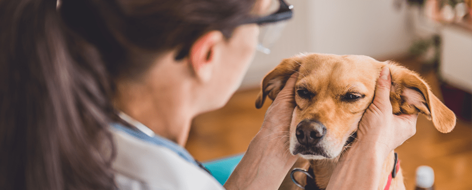 Zapalenie ucha u psów - przyczyny i leczenie | MyPet